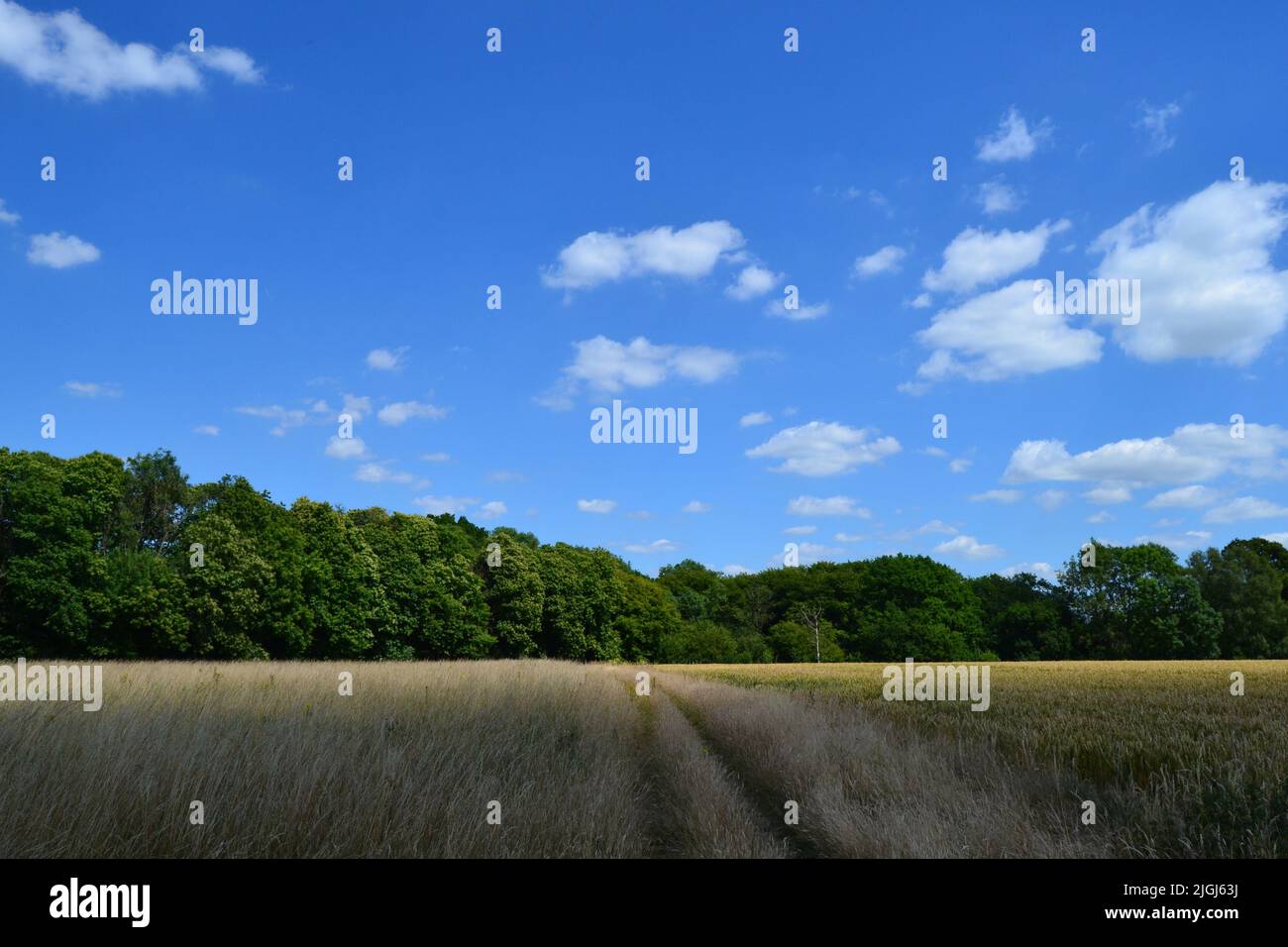 Fields, woods and blue sky around Downe and Cudham, Kent, England ...