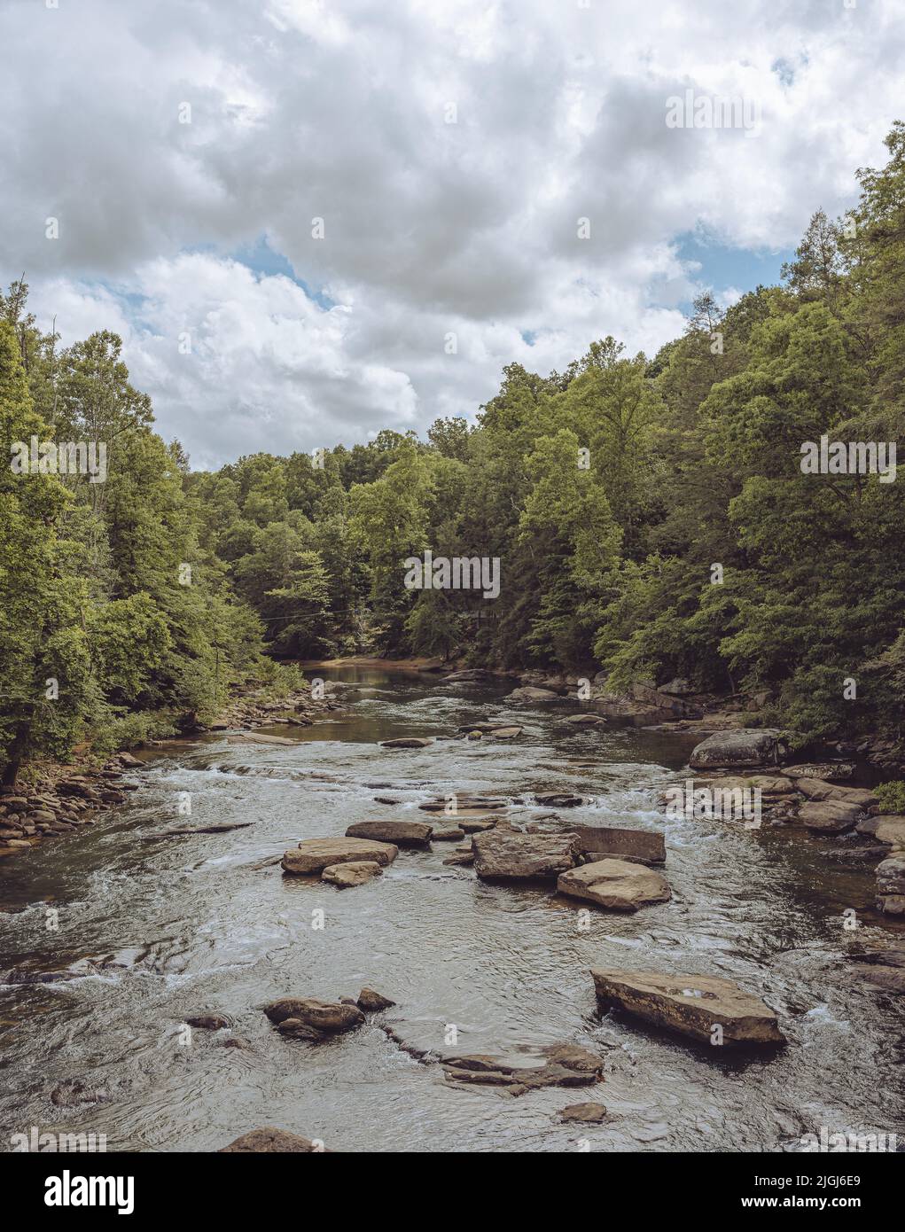 A vertical shot of a river flowing in a forest surrounded by lush ...
