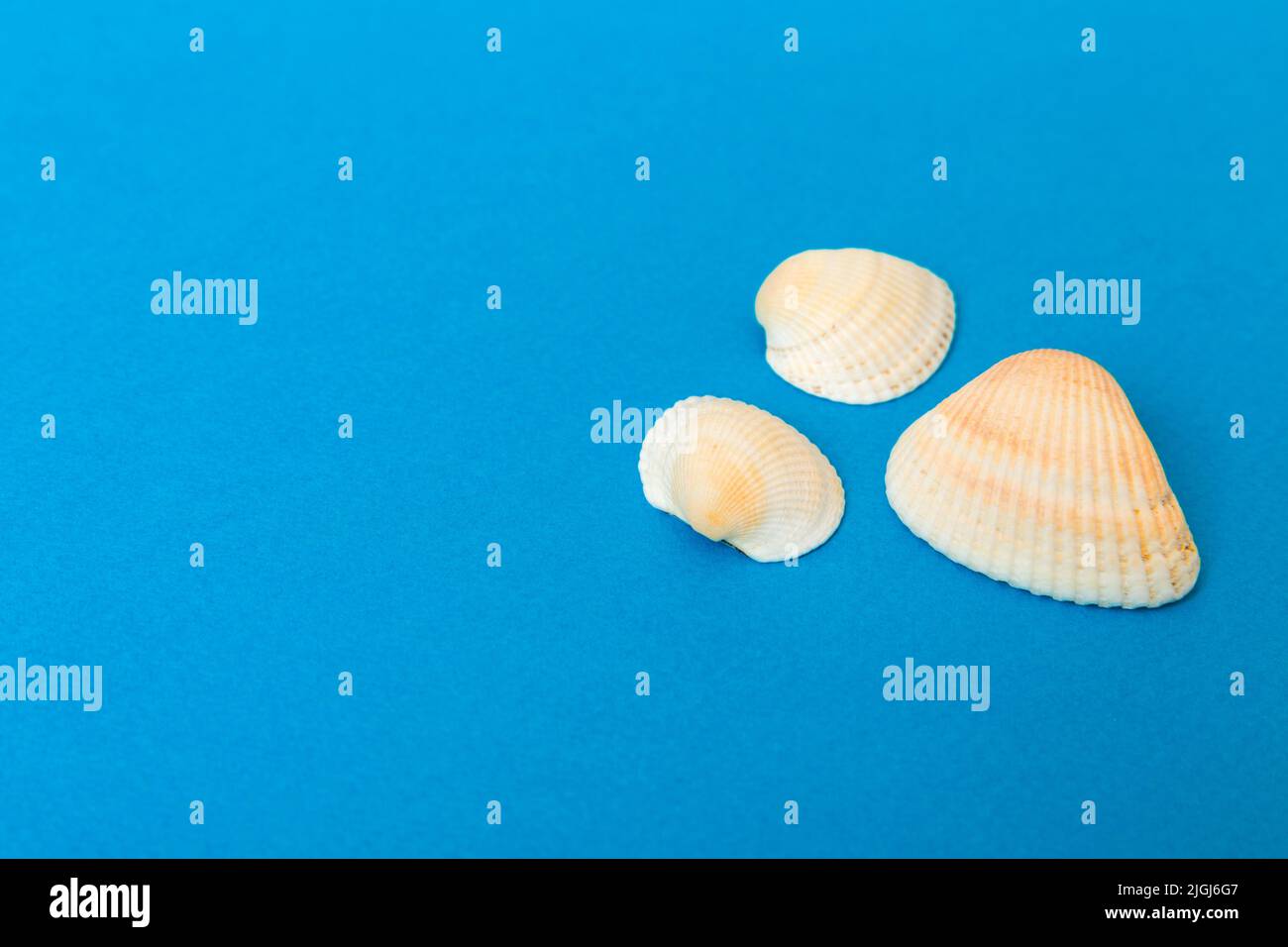 Beach seashells on colored background. Mock up with copy space Stock ...