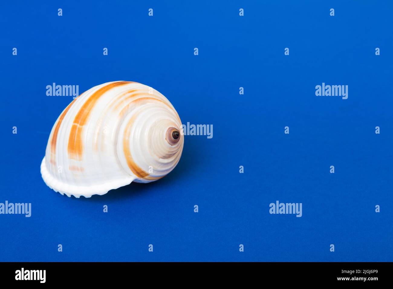 Beach seashells on colored background. Mock up with copy space Stock ...
