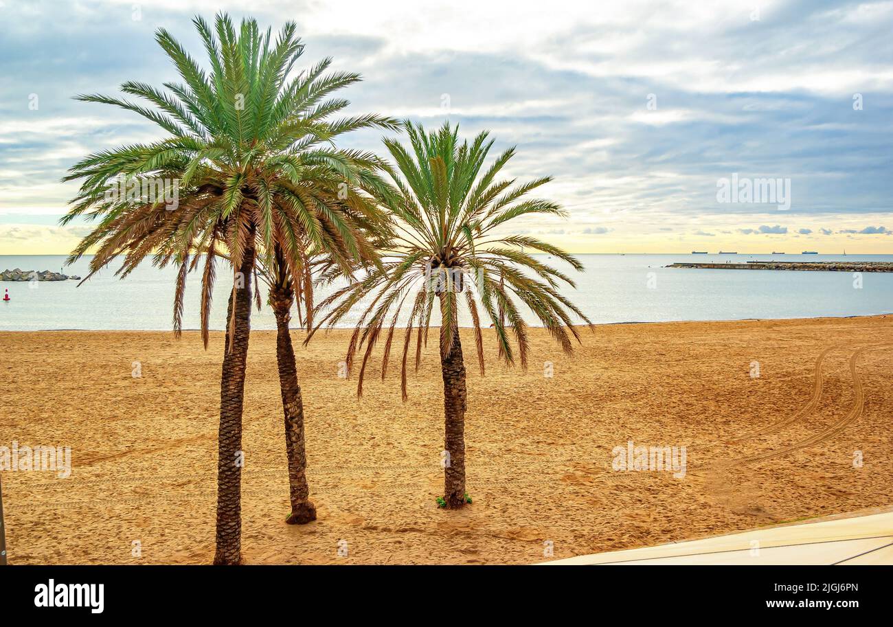 Green palm trees on a sandy beach by sea Stock Photo - Alamy