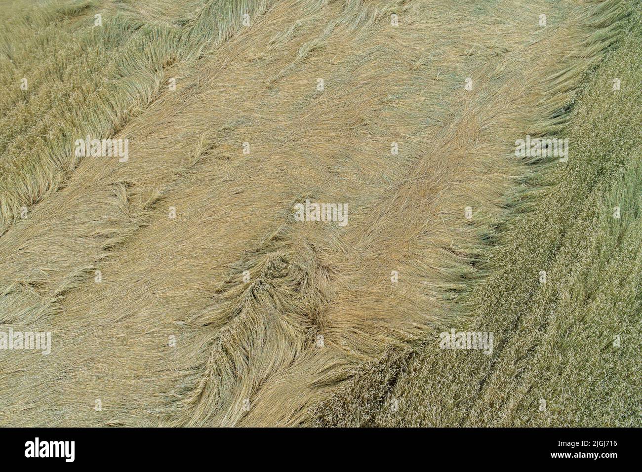 Aerial view, Wheat field flattened by rain Stock Photo - Alamy