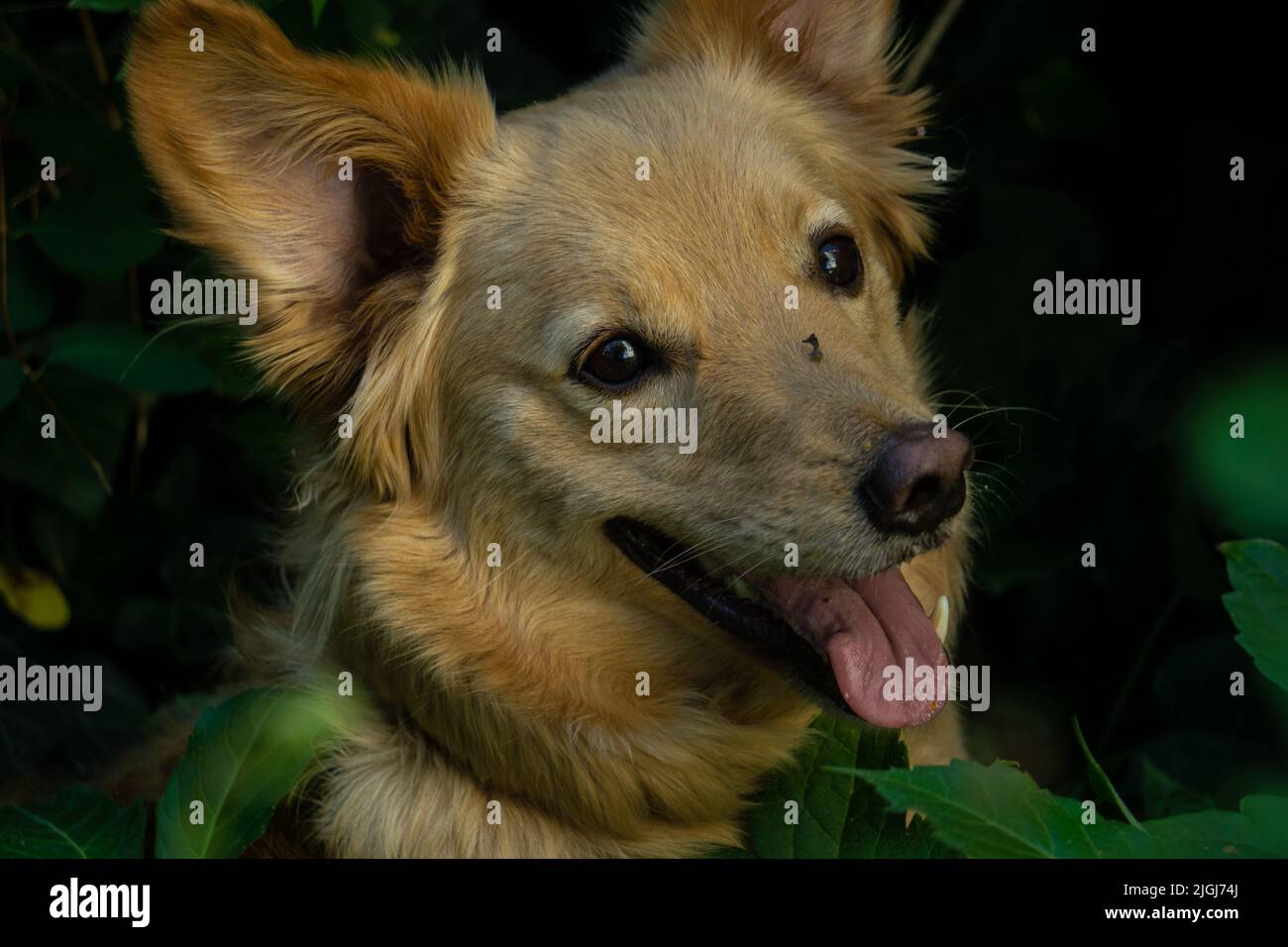 Corgi mix dog hi-res stock photography and images - Alamy