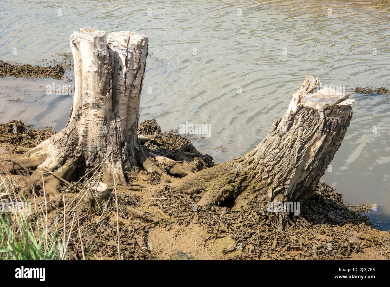 Dead tree stumps on a freshwater marsh now replaced by sea water Stock ...