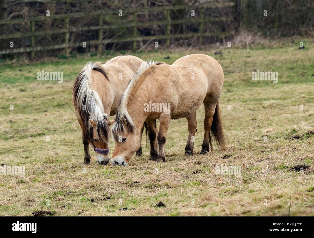 A pair of Norwegian Fjord horses in a grazing field in Yorkshire ...