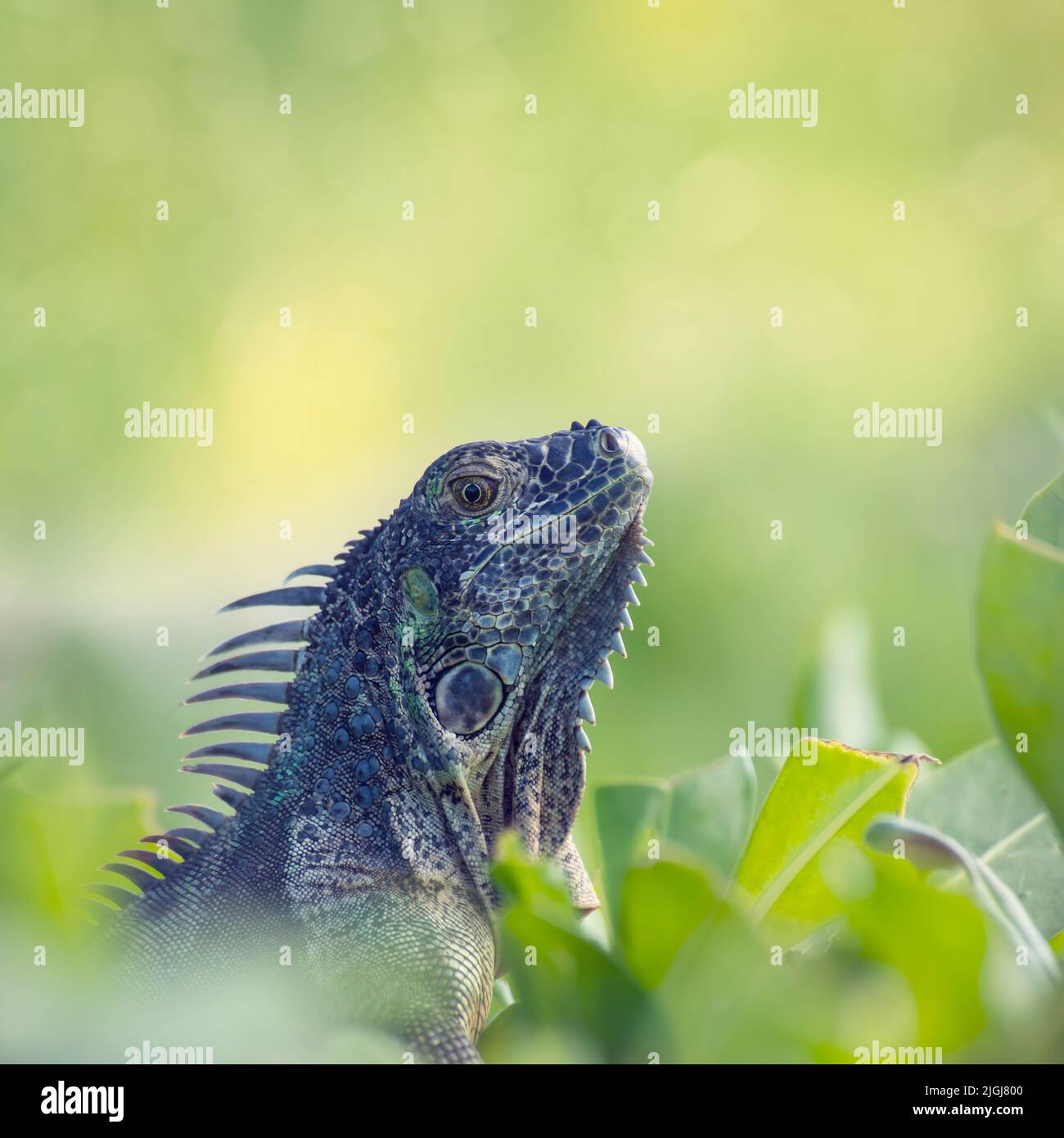 Large Iguana in Plants , Close Up Stock Photo - Alamy