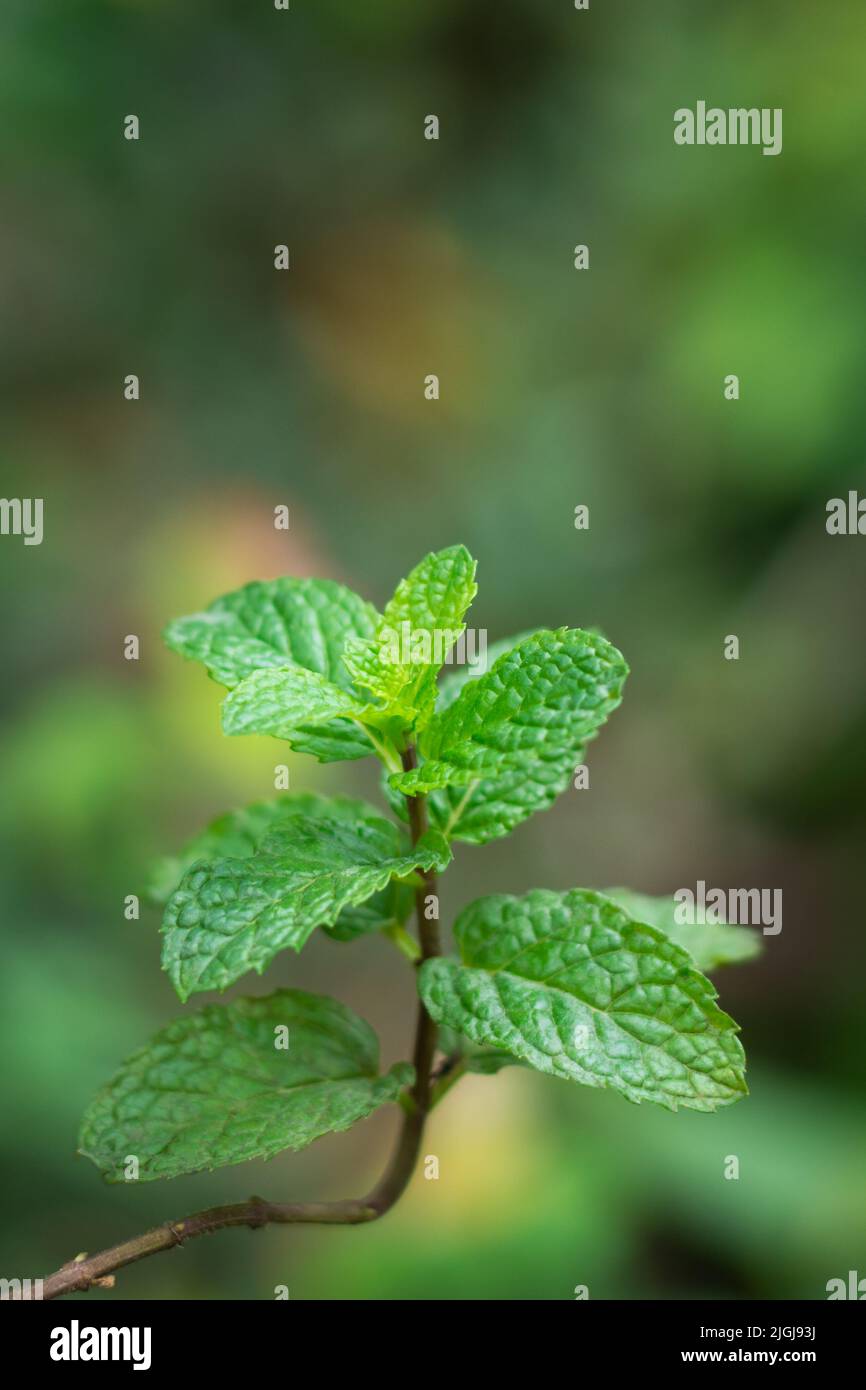mint plant foliage, popular fresh green organic fragrant herb isolated, taken in shallow depth ...