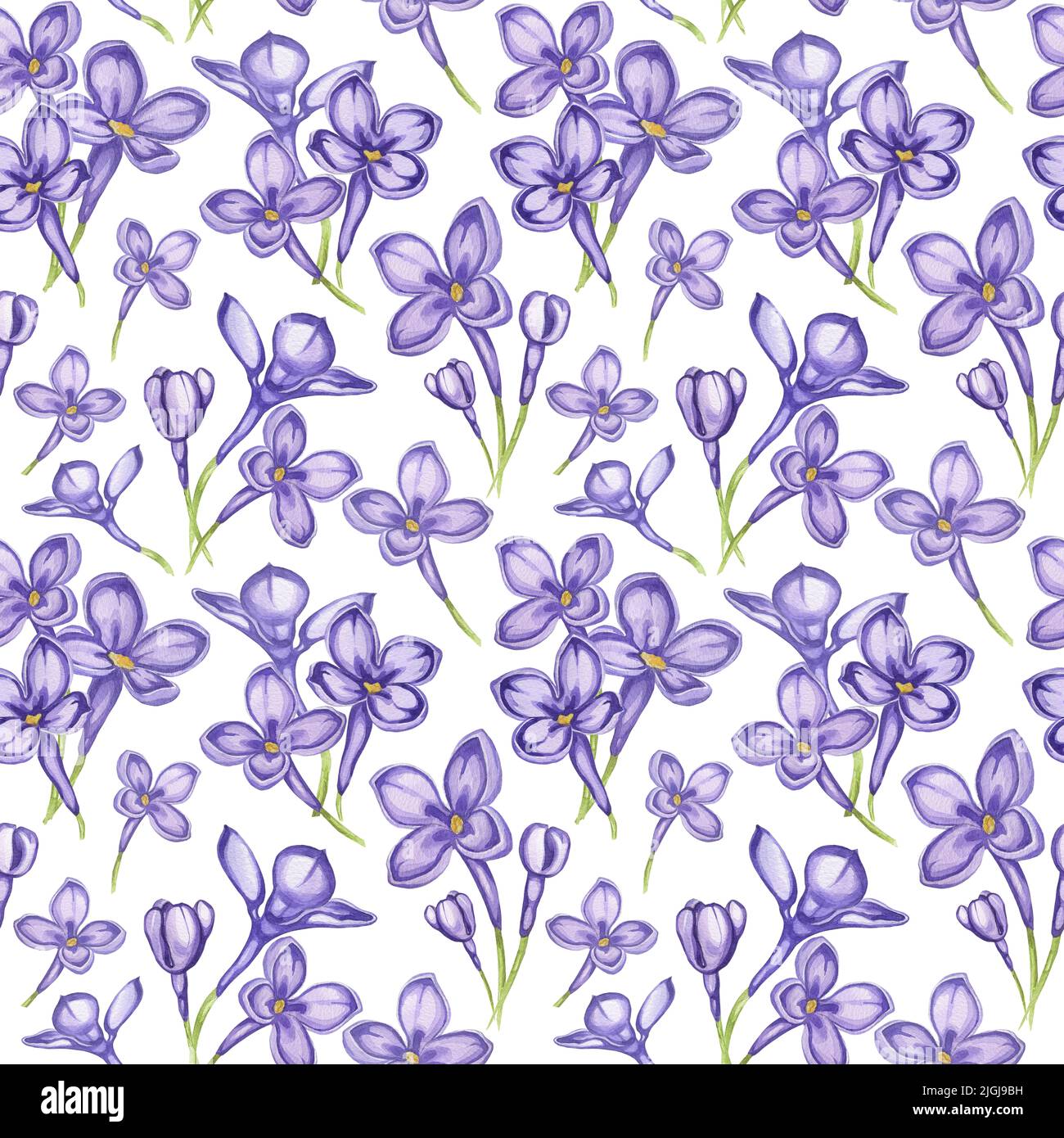 Lilac. watercolor botanical illustration. lilac flowers on a branch ...