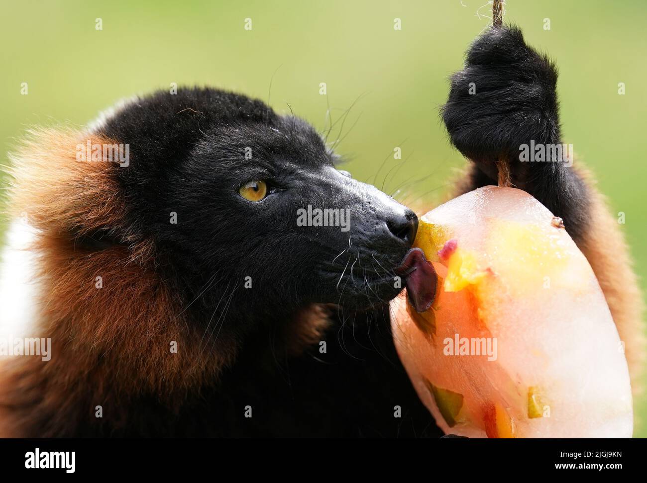 Red ruffed lemurs enjoy a frozen ice pop filled with fruit at Blair ...