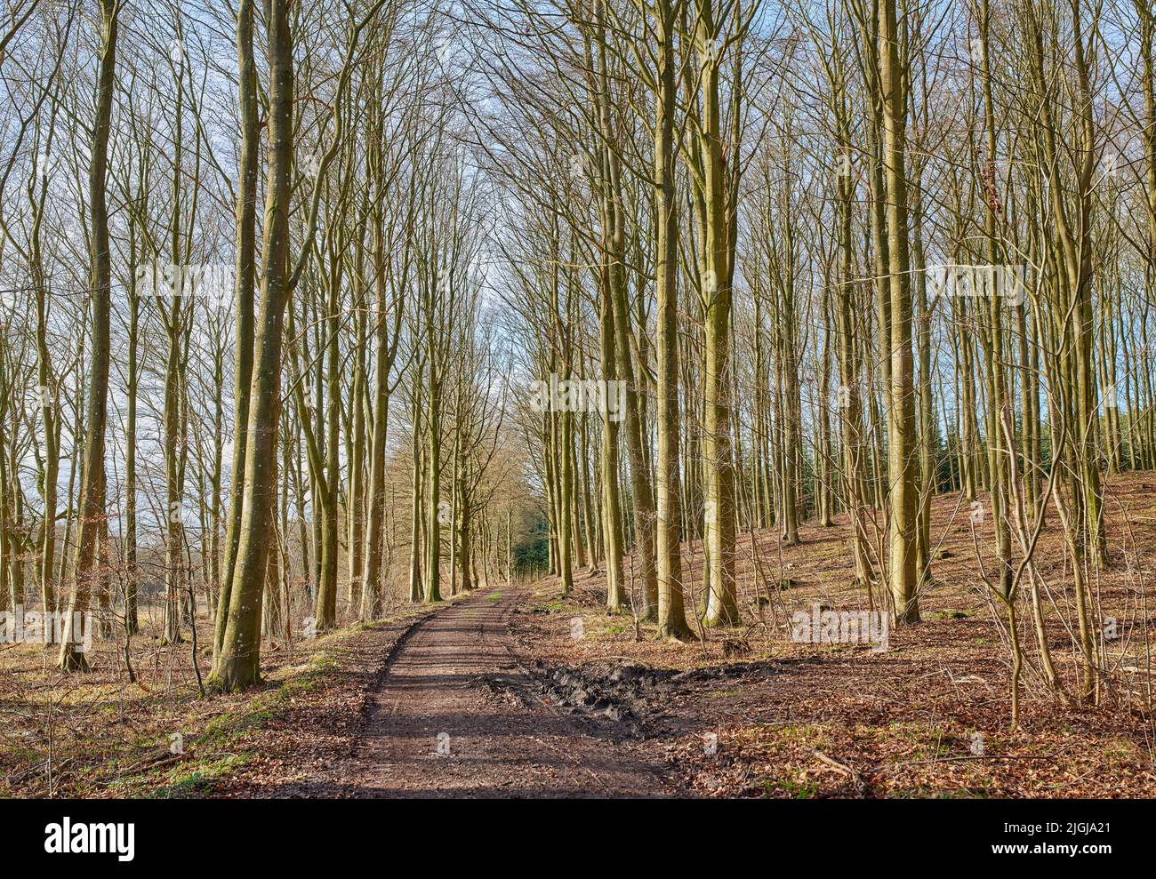 The forest. The forest in late autumn, winter and early spring Stock ...