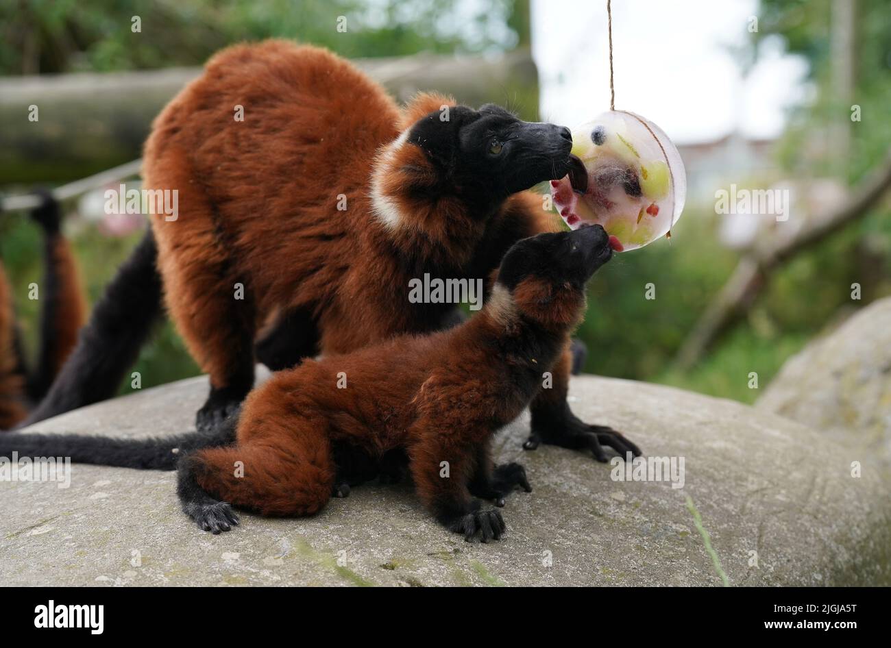 Red ruffed lemurs enjoy a frozen ice pop filled with fruit at Blair ...