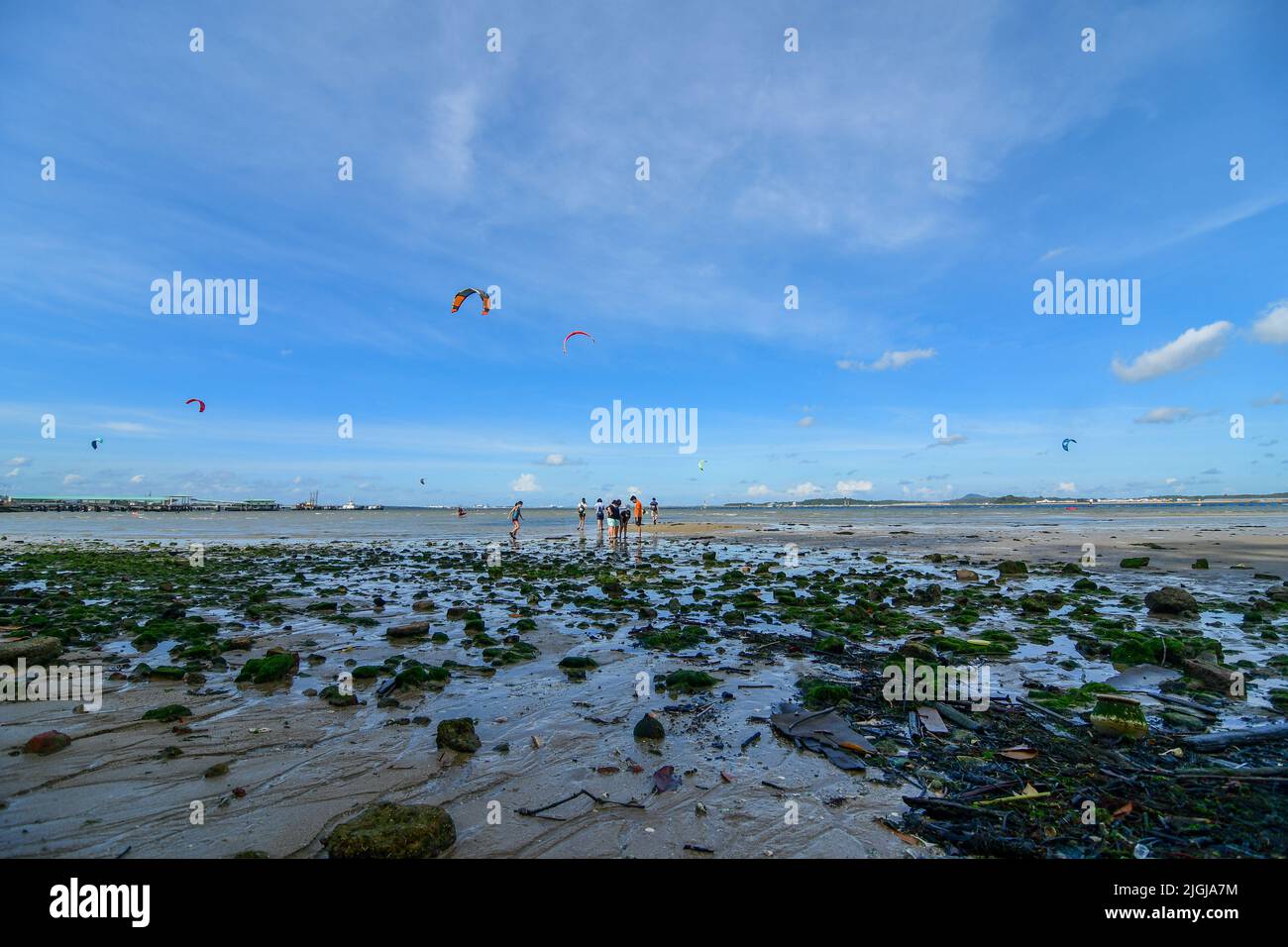 Intertidal exploration of marine life and environment in Singapore ...