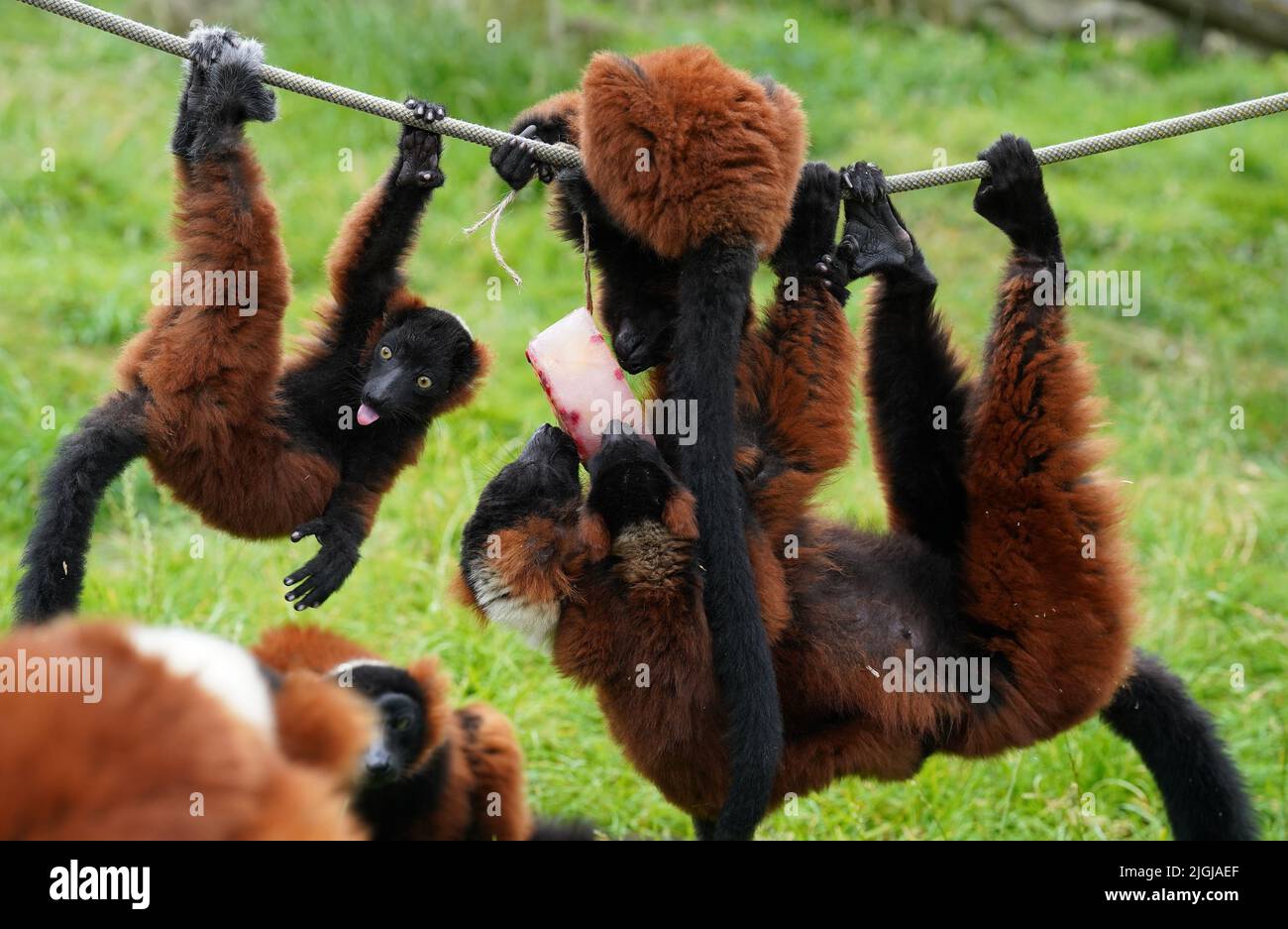 Red ruffed lemurs enjoy a frozen ice pop filled with fruit at Blair ...
