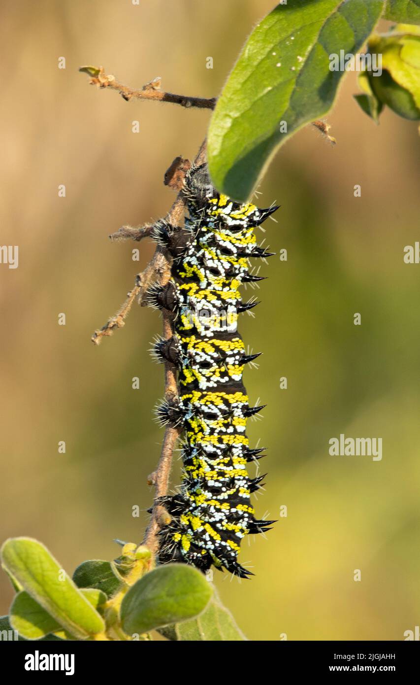 The colourful caterpillars of the Mopane Emperor Moth can swarm in huge ...
