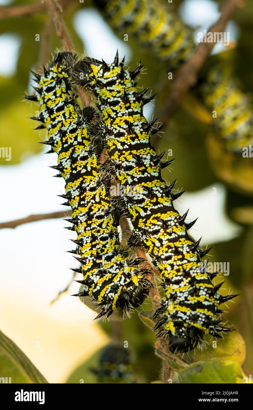 The colourful caterpillars of the Mopane Emperor Moth can swarm in huge ...