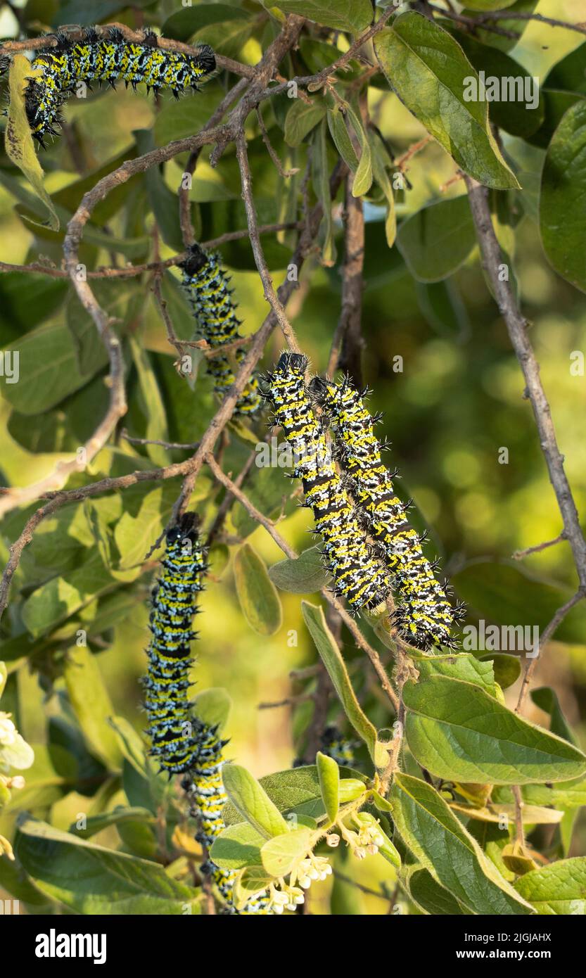 The colourful caterpillars of the Mopane Emperor Moth can swarm in huge ...