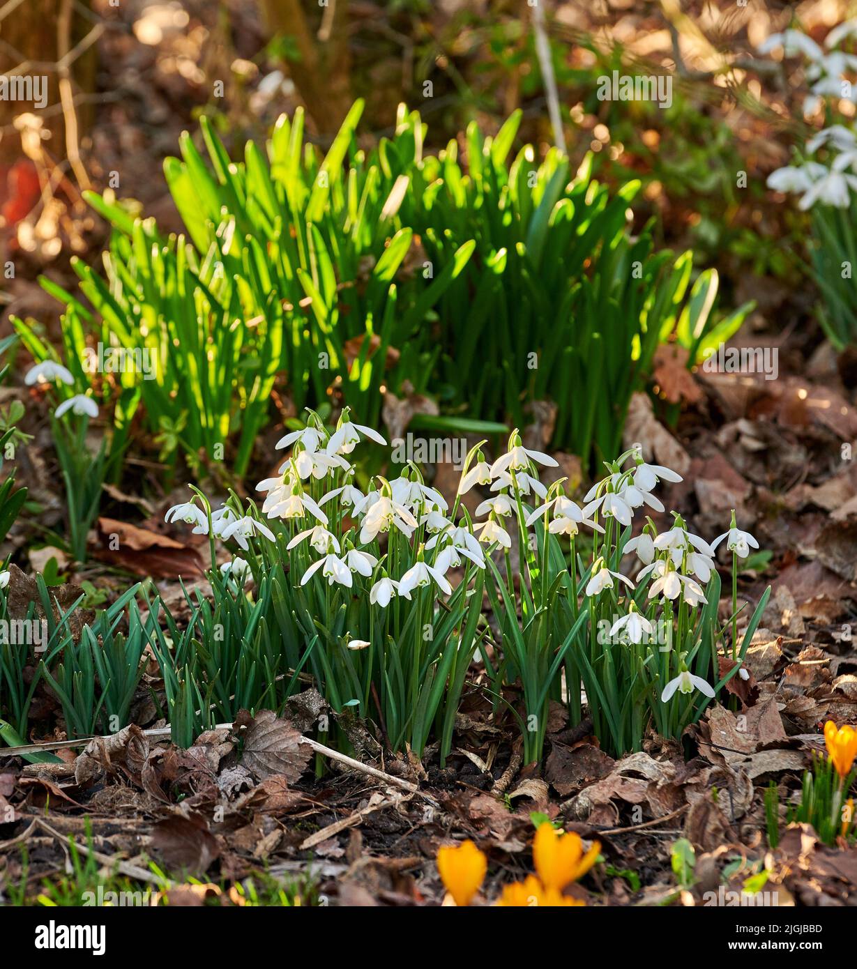 Galanthus nivalis was described by the Swedish botanist Carl Linnaeus ...