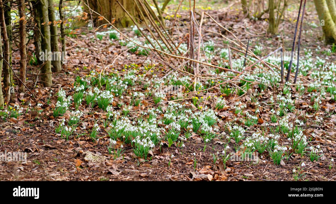 Carl linnaeus plant hi-res stock photography and images - Alamy