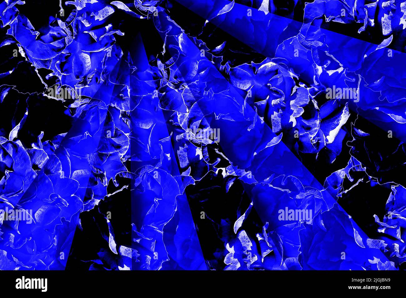 Background Rose Petals with Beam Bavaria Germany Stock Photo - Alamy