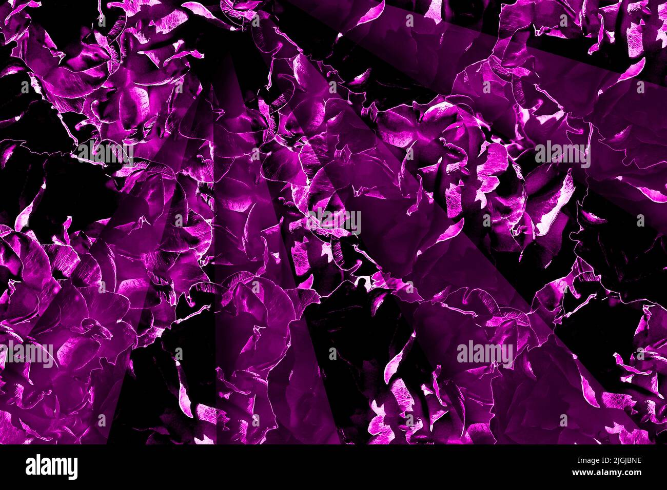 Background Rose Petals with Beam Bavaria Germany Stock Photo - Alamy