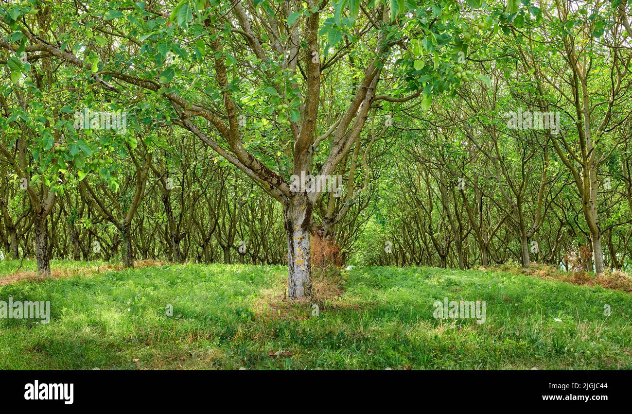 Countryside, farmland and forest - close to Lyon, France. A series of ...