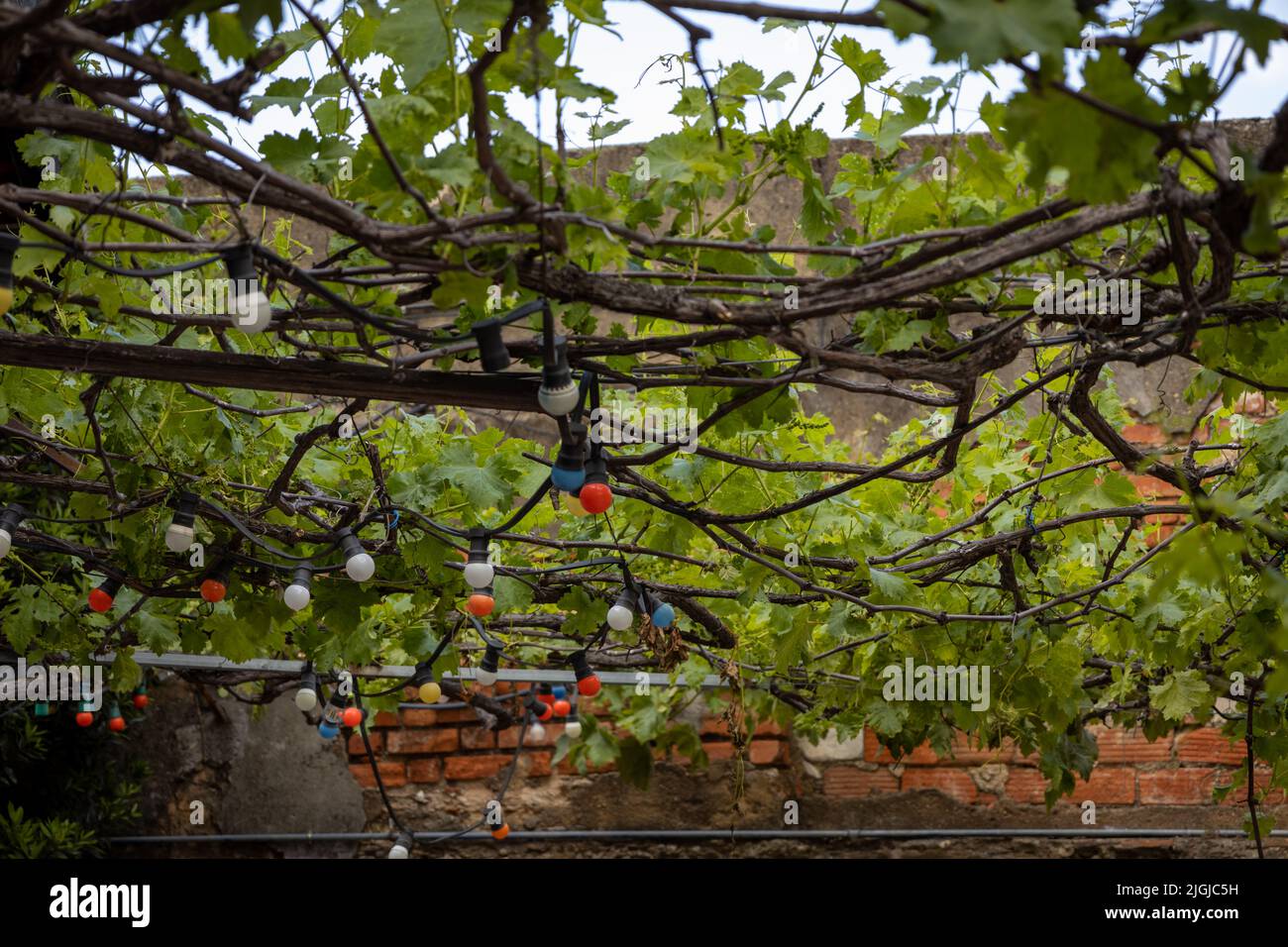 Roof of a terrace with a grape plant and colored lights. Naturally ...