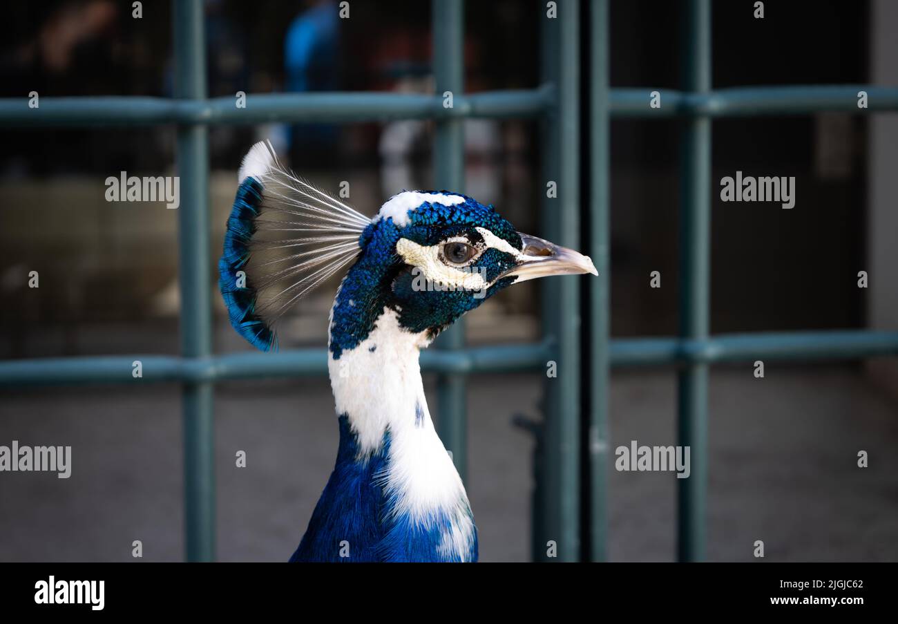 Large bird bright plumage hi-res stock photography and images - Alamy