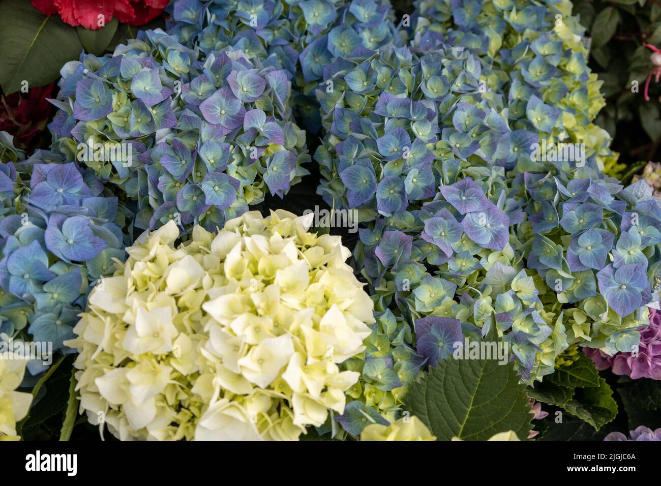 Approach to huge flowers of a Hydrangea. Decoration with natural plants ...