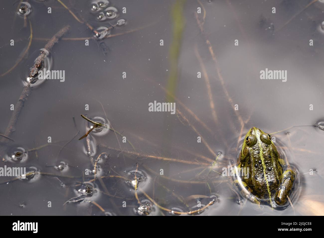 green frog in water Stock Photo - Alamy