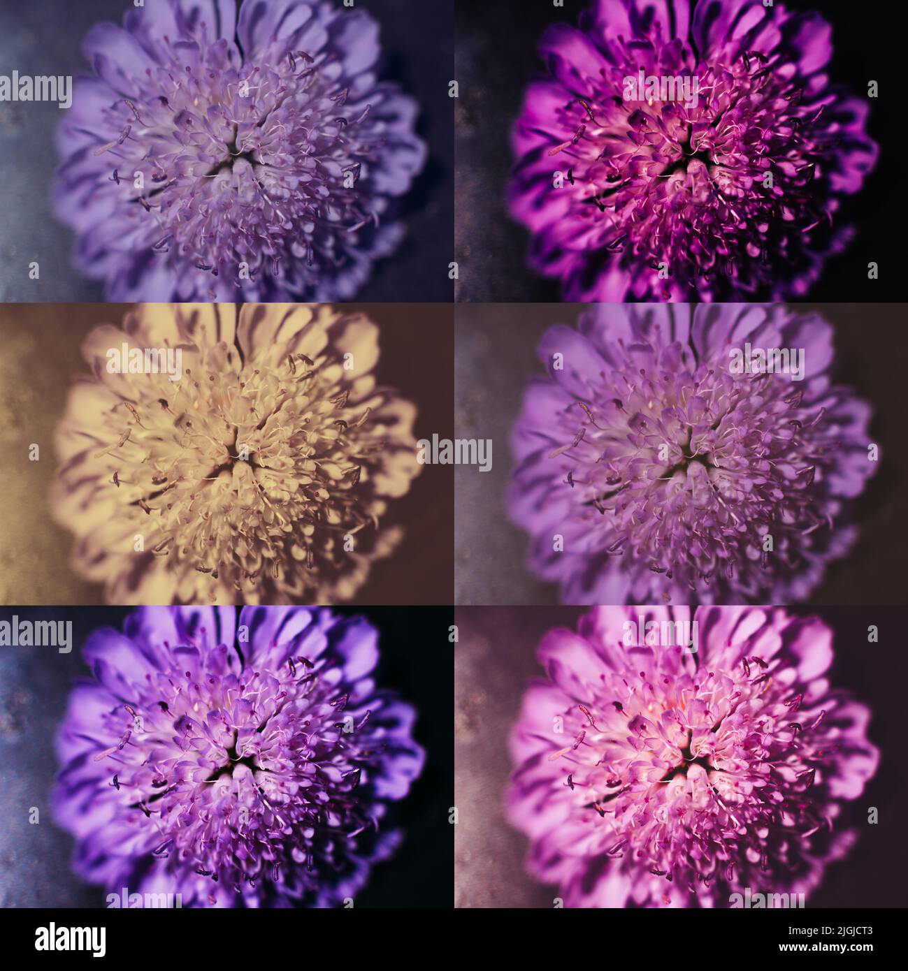 Collage and design and photo hi-res stock photography and images - Alamy