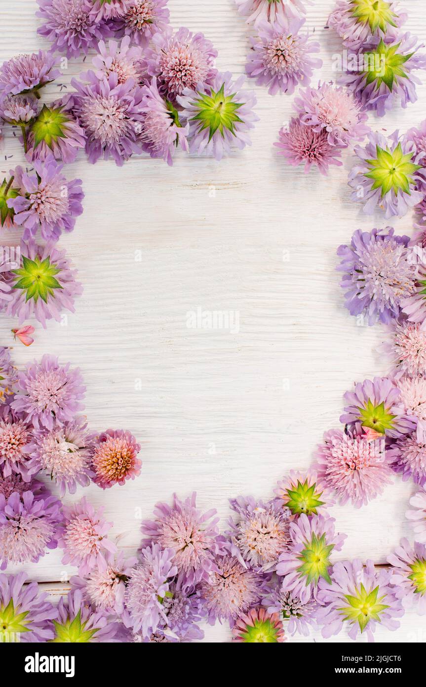 Bright summer flowers frame on white background Stock Photo - Alamy
