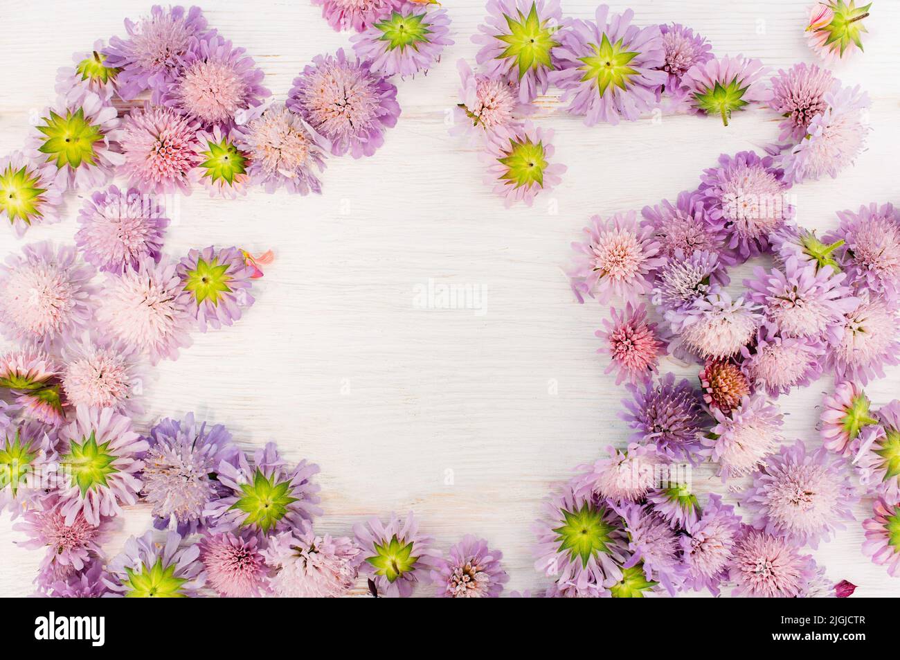 Frame of pretty asters on white wooden background Stock Photo - Alamy