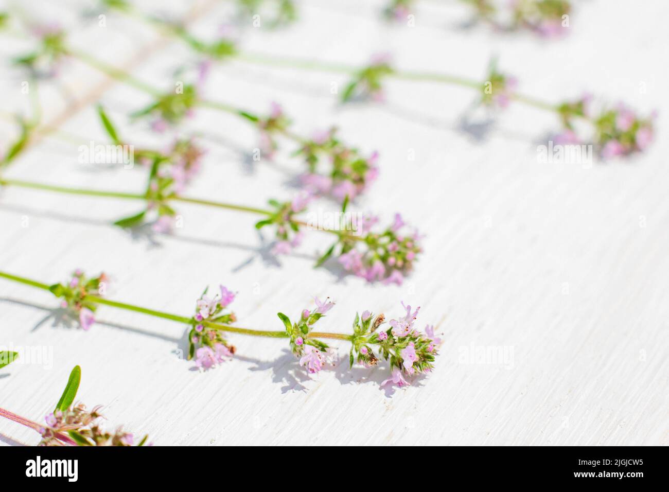 Pretty wild flowers on white background, copyspace Stock Photo - Alamy