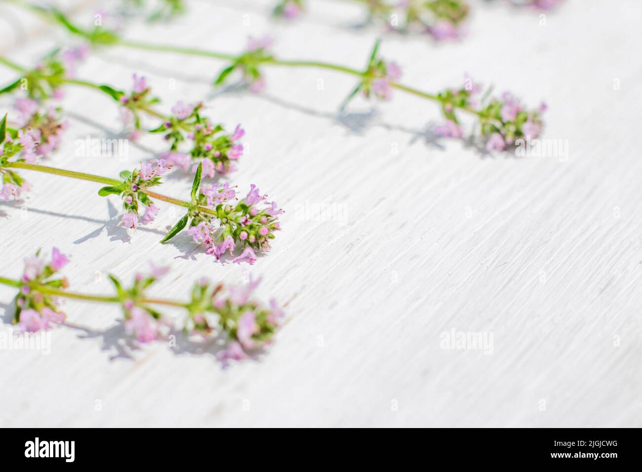 Pink blooming herbs on white background, copyspace Stock Photo - Alamy