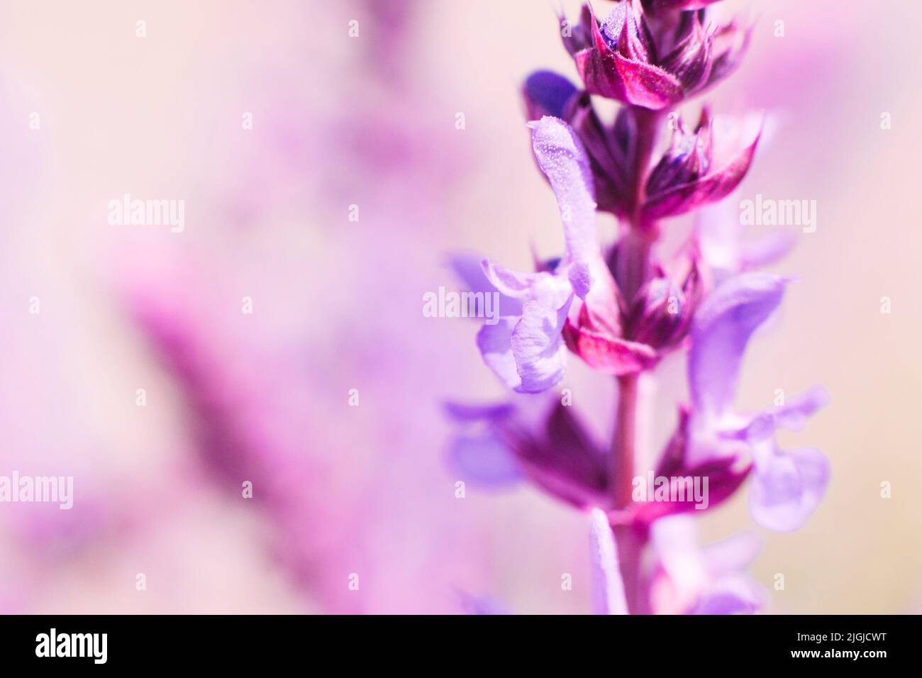 Romantic background with pink sage blossom Stock Photo - Alamy