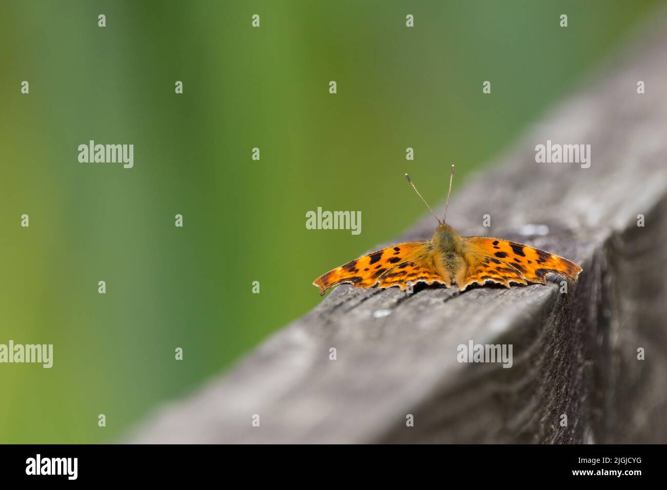 Comma butterfly on timber rail (polygonia c-album) orange brown upper ...