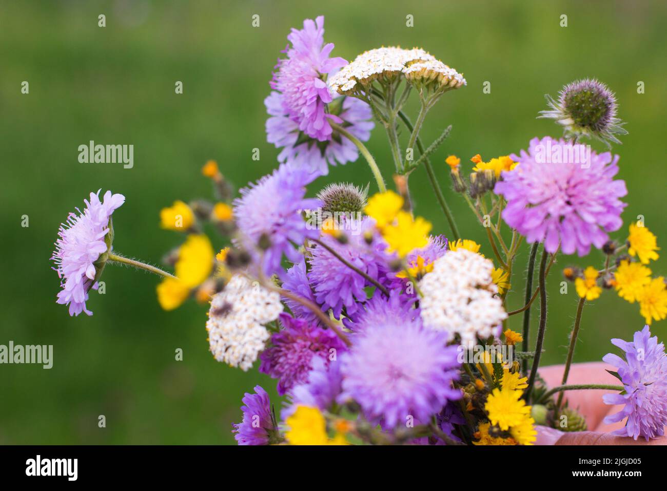 Colorful field flowers bouquet, floral background Stock Photo - Alamy