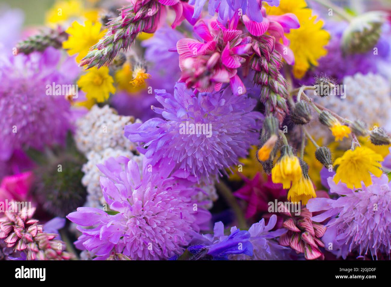 Colorful wildflowers bunch close-up, background Stock Photo - Alamy