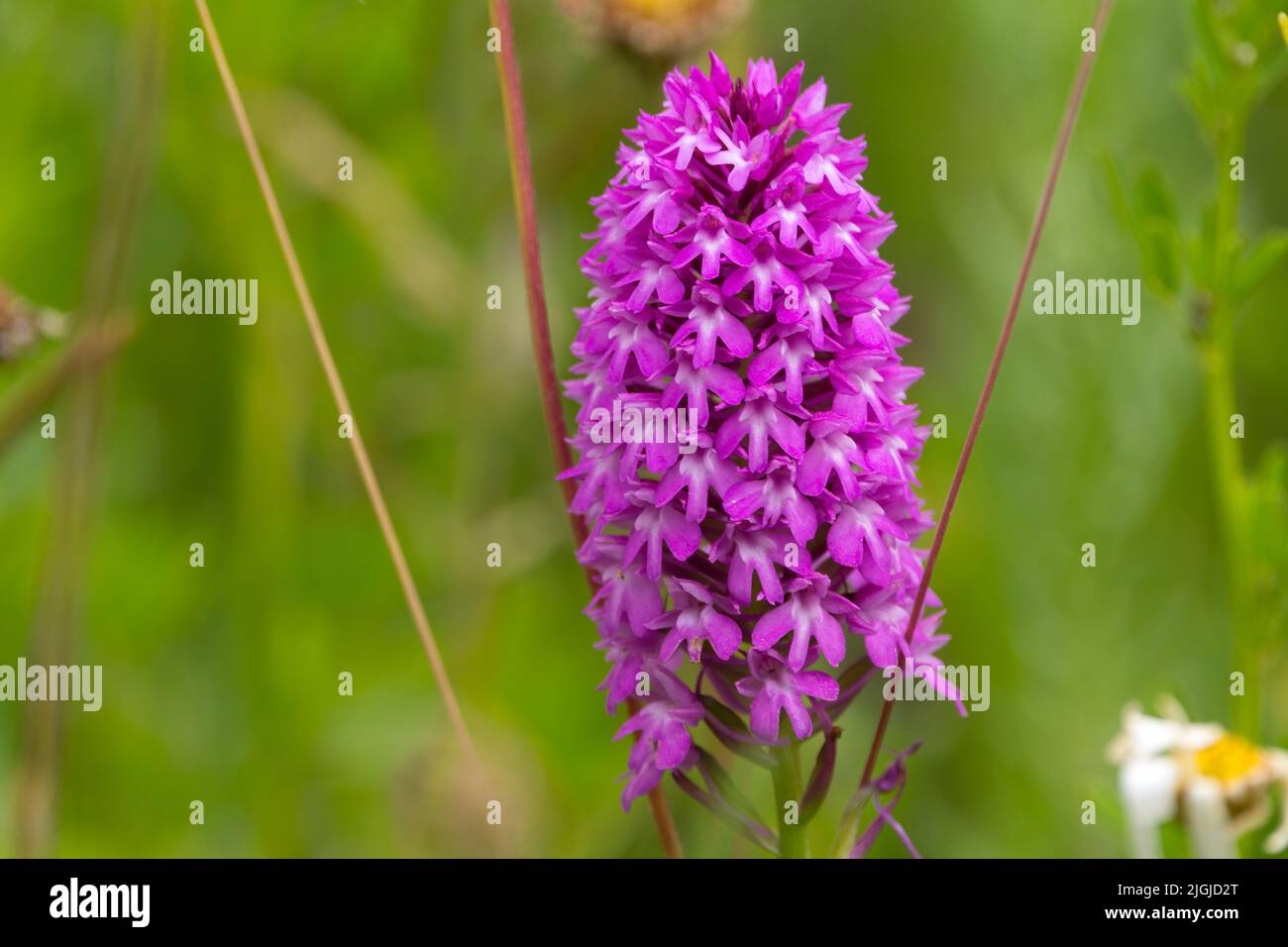 Multiple orchid shaped flowers hi-res stock photography and images - Alamy
