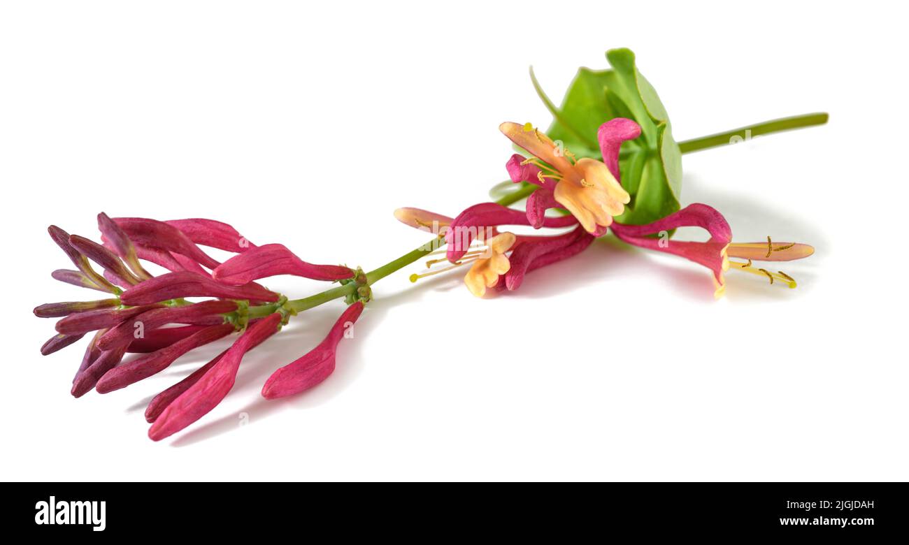 Red honeysuckle flowers isolated on white background Stock Photo - Alamy