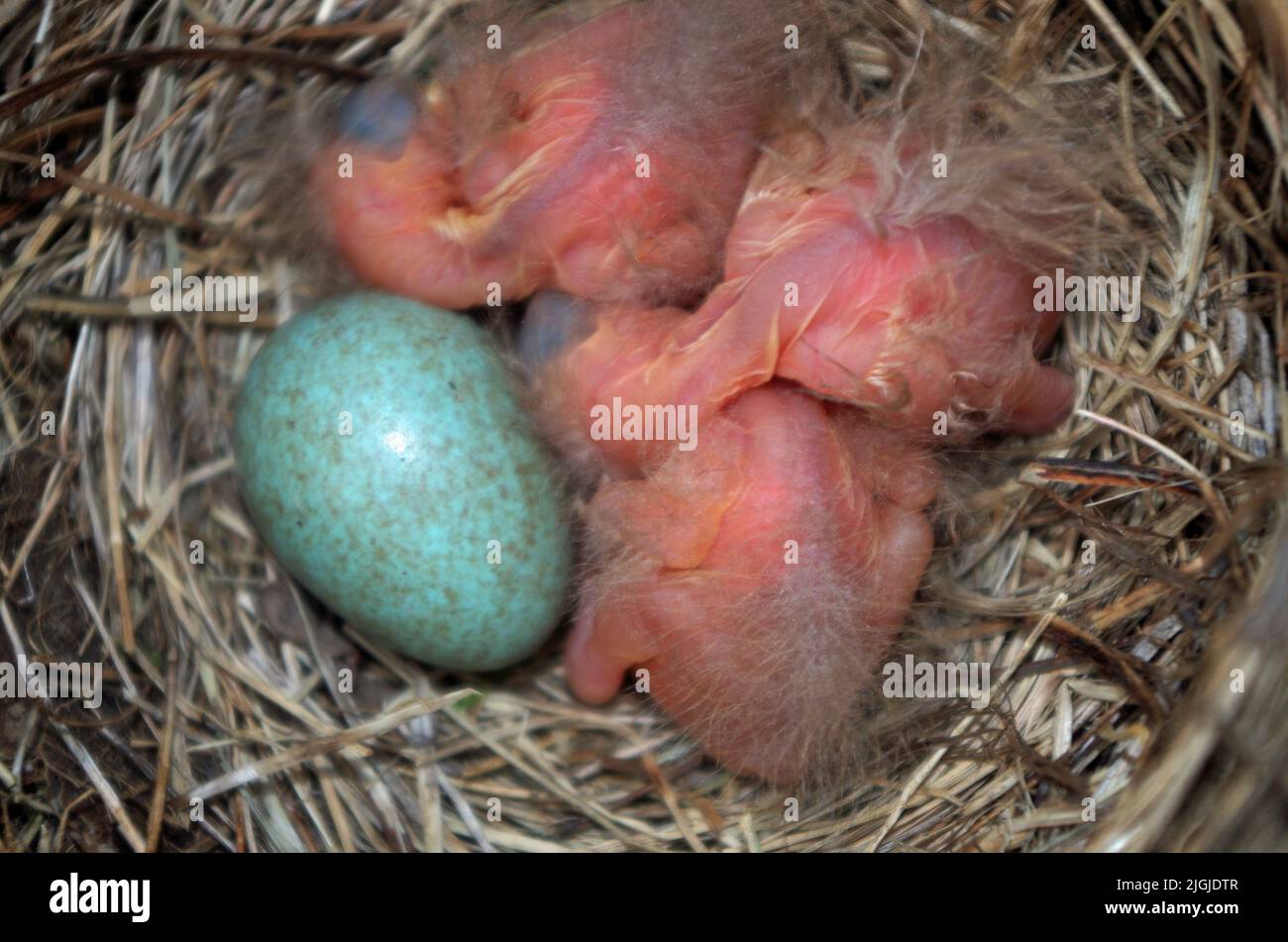Young Birds in their Nest Stock Photo - Alamy