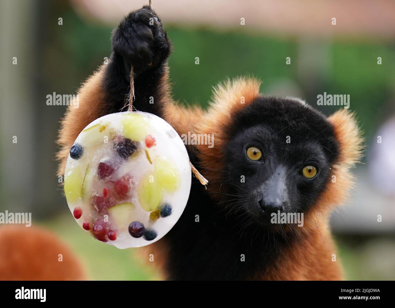 Red ruffed lemurs enjoy a frozen ice pop filled with fruit at Blair ...