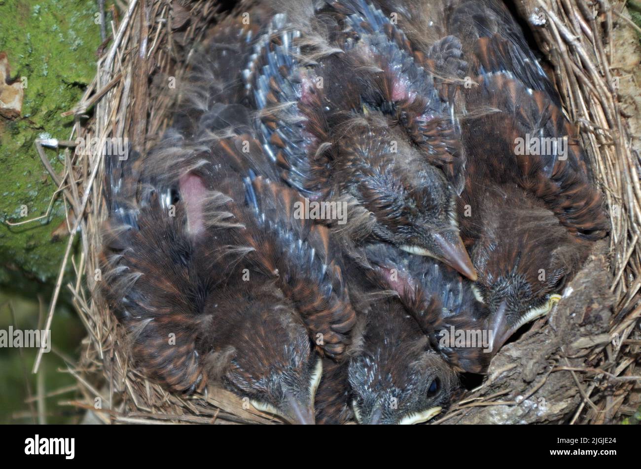 Young Birds in their Nest Stock Photo - Alamy