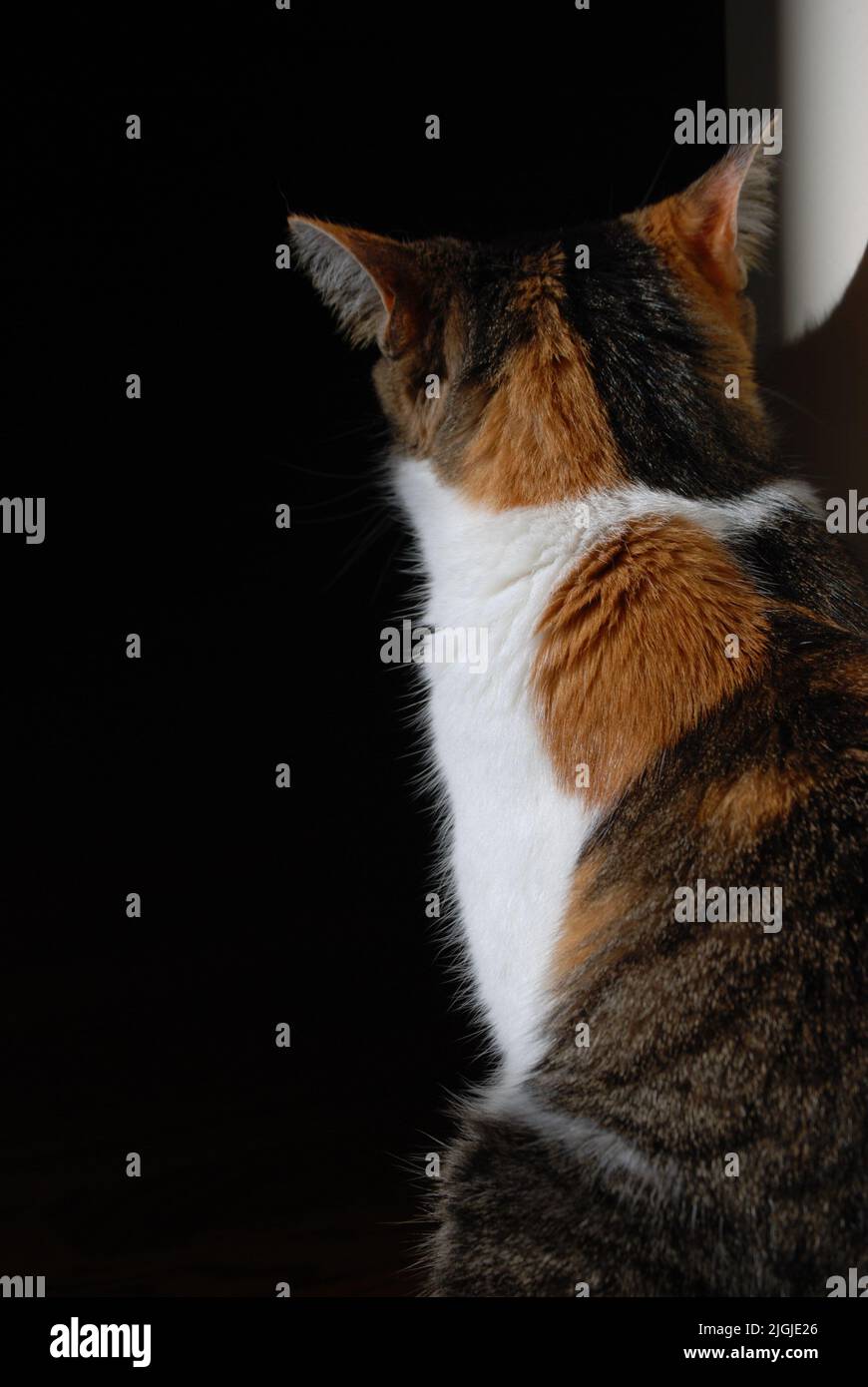 Tri color tabby hi-res stock photography and images - Alamy