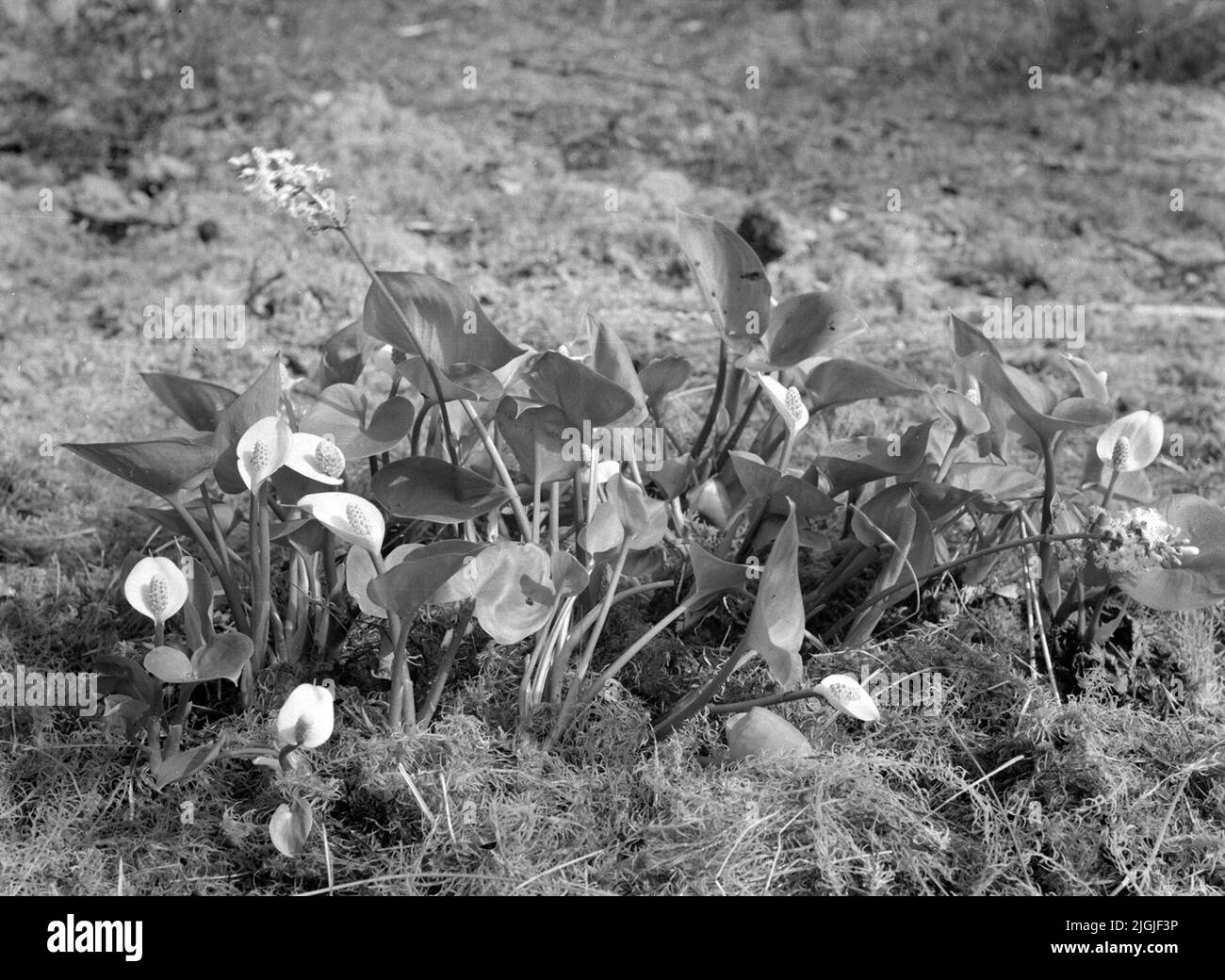 Flower unknown Black and White Stock Photos & Images - Alamy