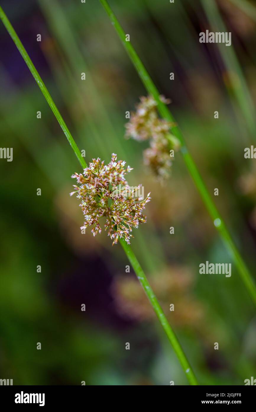 Common rush (Juncus effusus) from Hidra, south-western Norway in July ...