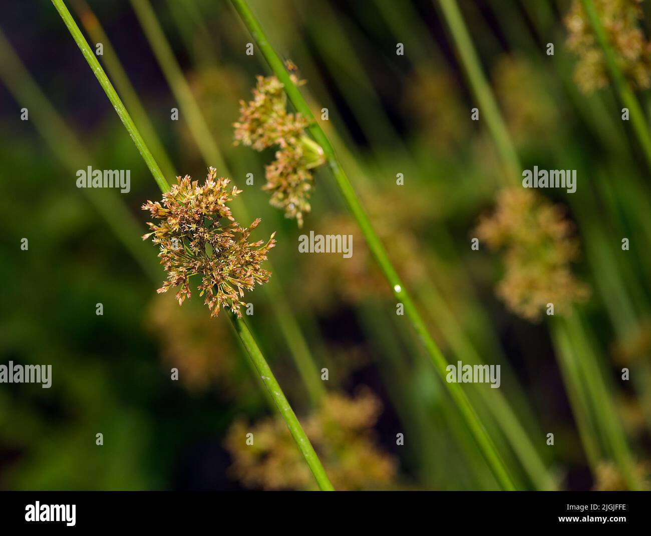 Common rush (Juncus effusus) from Hidra, south-western Norway in July ...