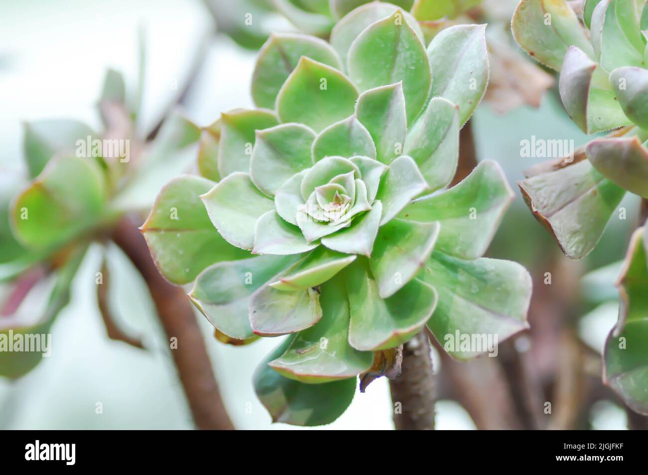 succulent, small plant or cactus or Haworthia ,Haworthia akanko plant ...