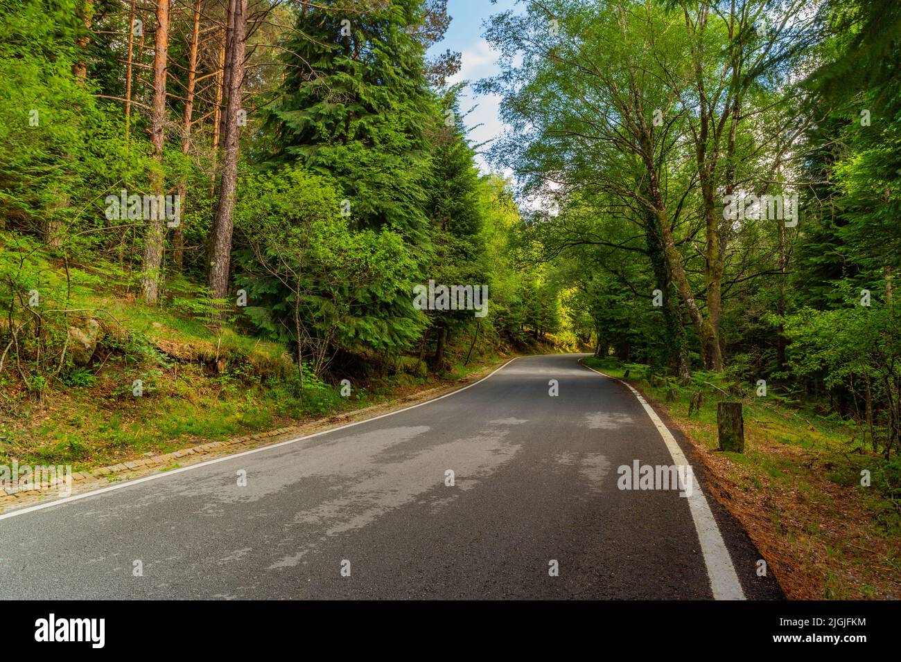 Spring landscape with road and beautiful trees, in Geres, portuguese ...