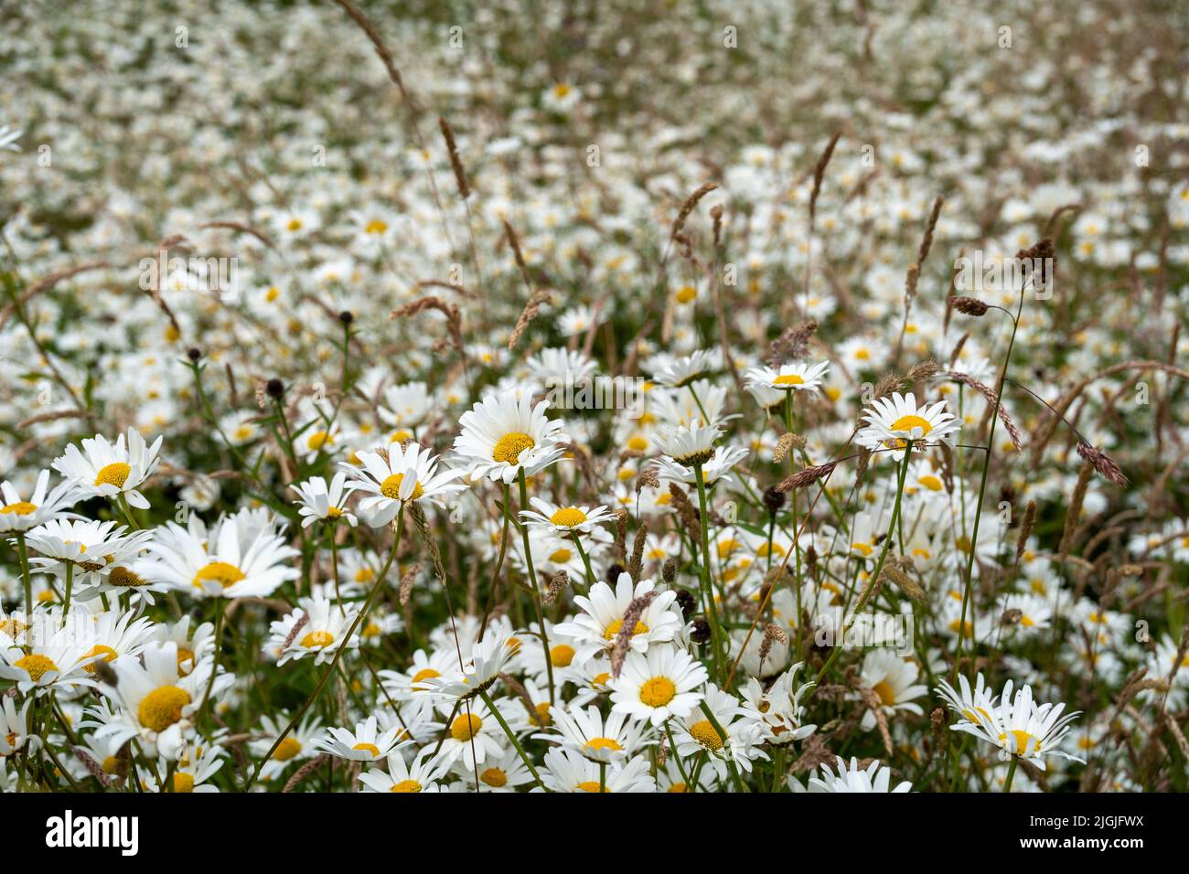 An abundance of ox eye daisies, mixed with native grasses in a ...